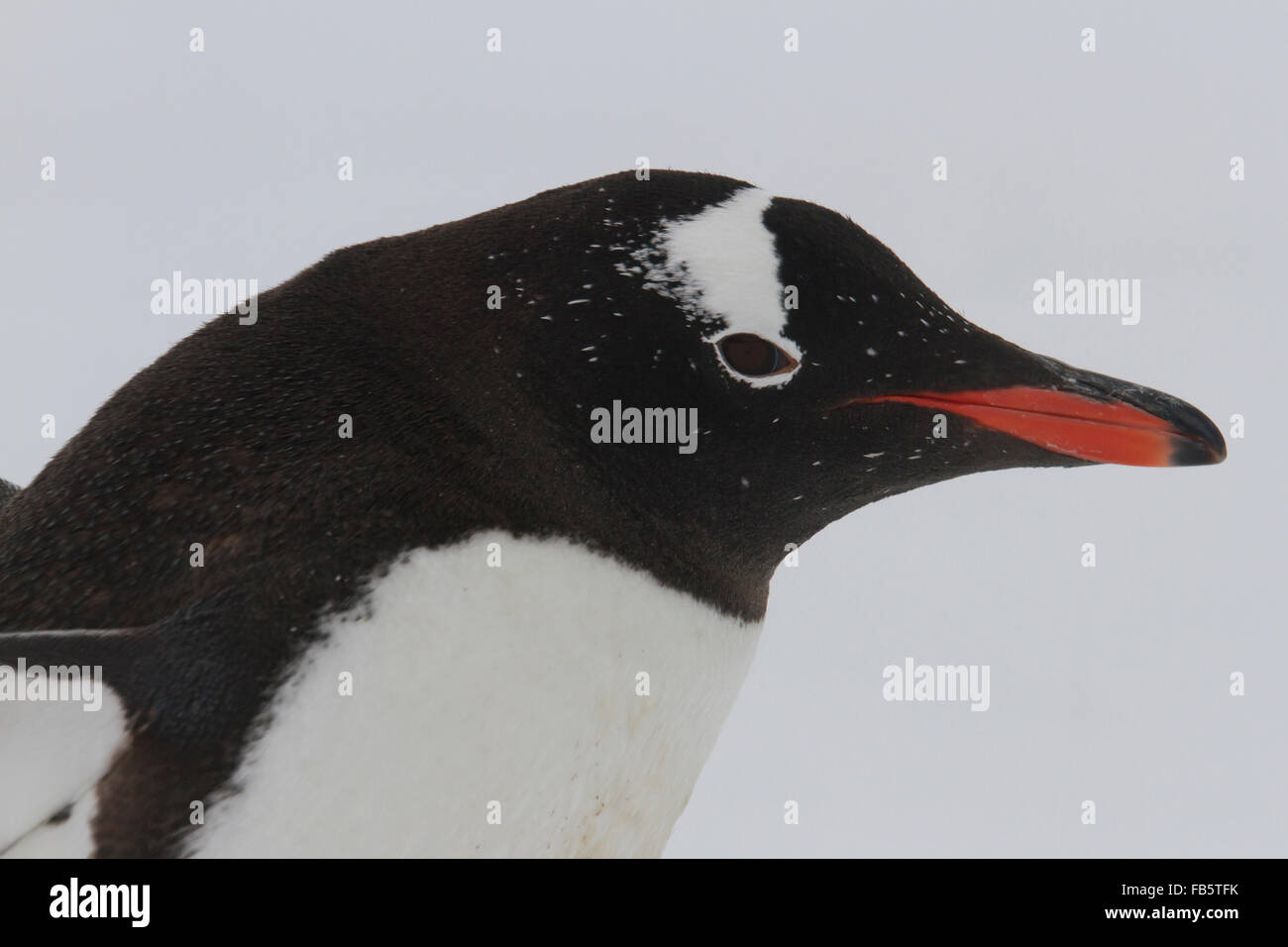 Penguin face close up hi-res stock photography and images - Alamy