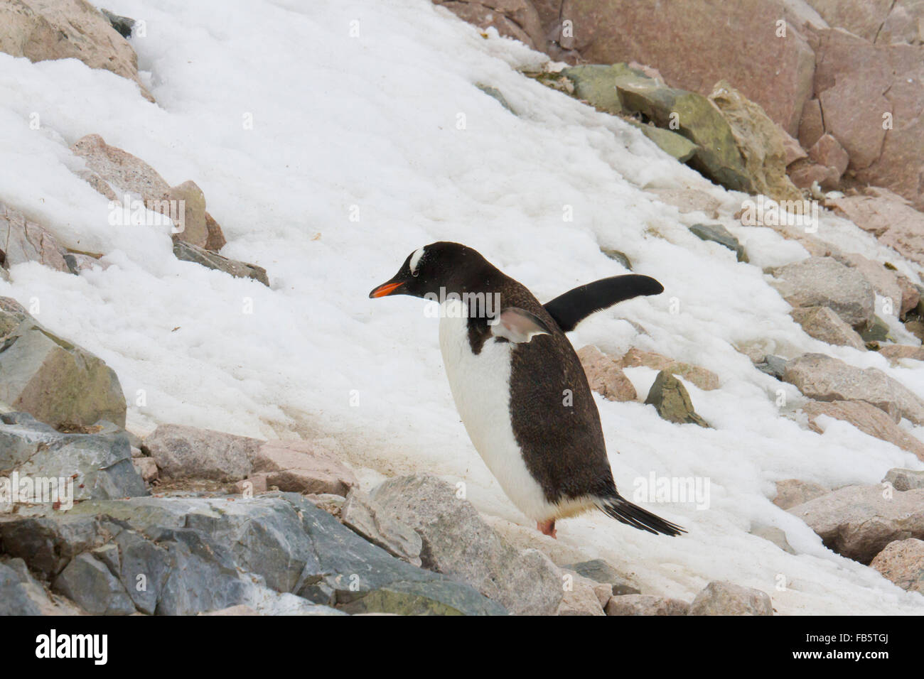 Gentoo penguin climbing rocks in Neko Harbor rookery, Antarctica Stock ...