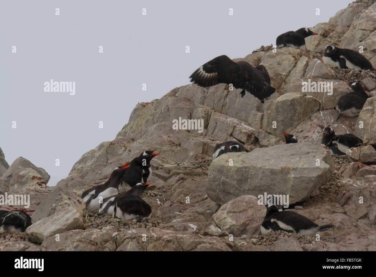 Attacking penguin hi-res stock photography and images - Alamy