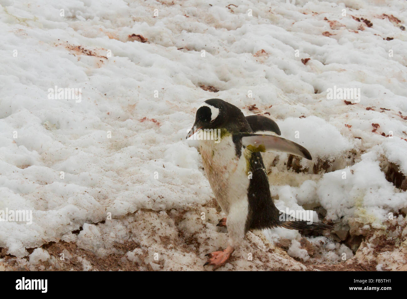 Gentoo penguin covered in guano from sitting on nest at rookery Stock ...