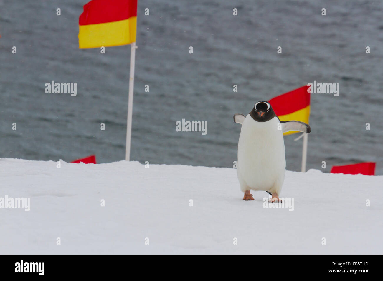 Antarctica flags hi-res stock photography and images - Alamy