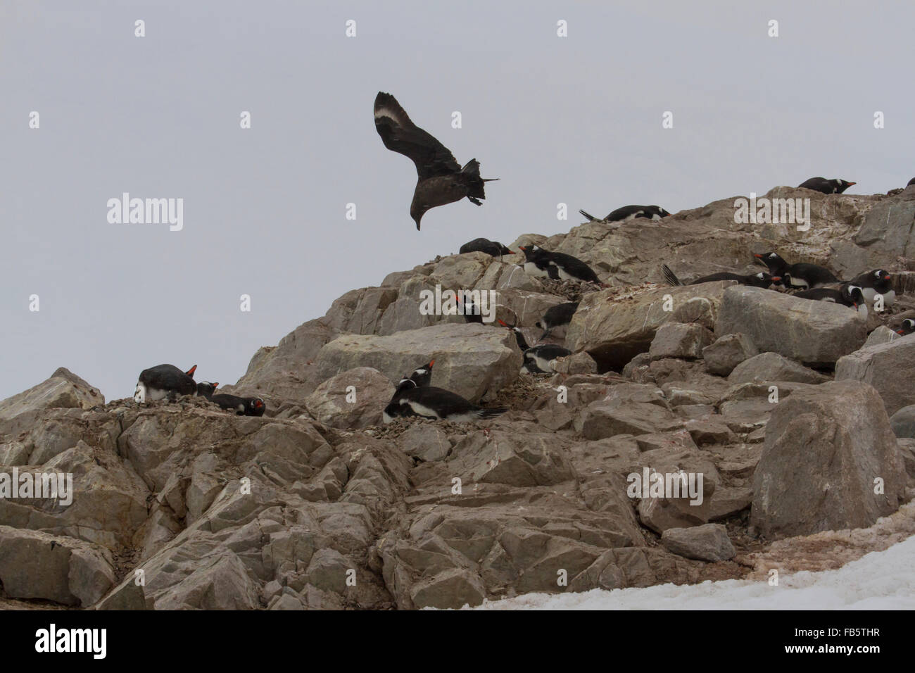 Attacking Penguin High Resolution Stock Photography and Images - Alamy