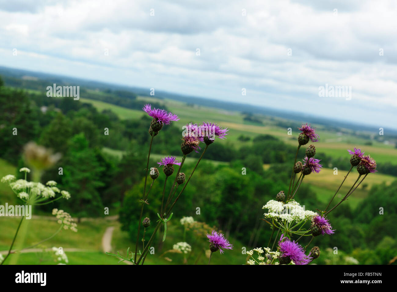 Wide open flowers hi-res stock photography and images - Alamy