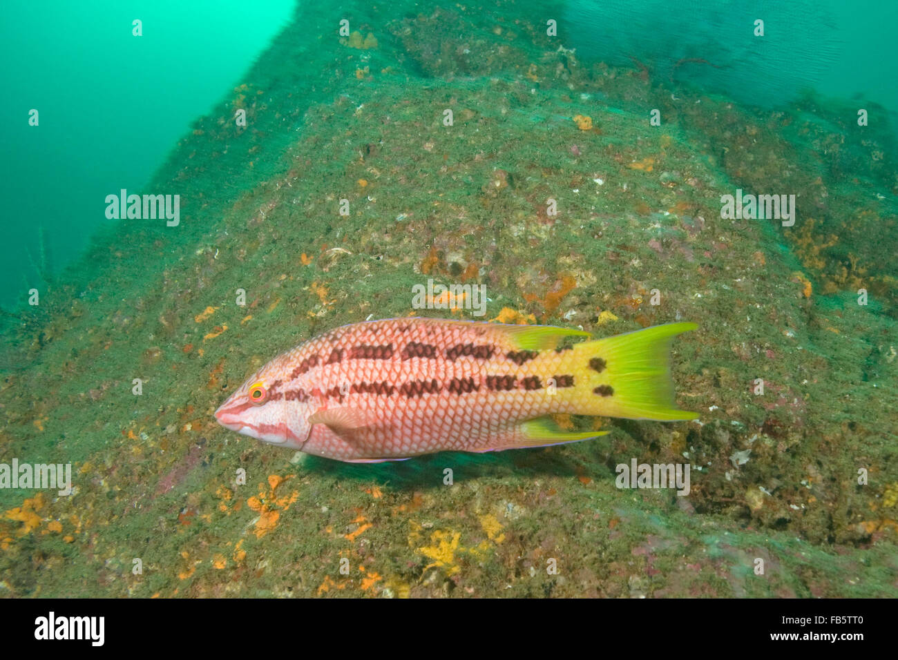 Tropical fish Mexican hog fish at Cabo San Lucas, Mexico coral reef ...