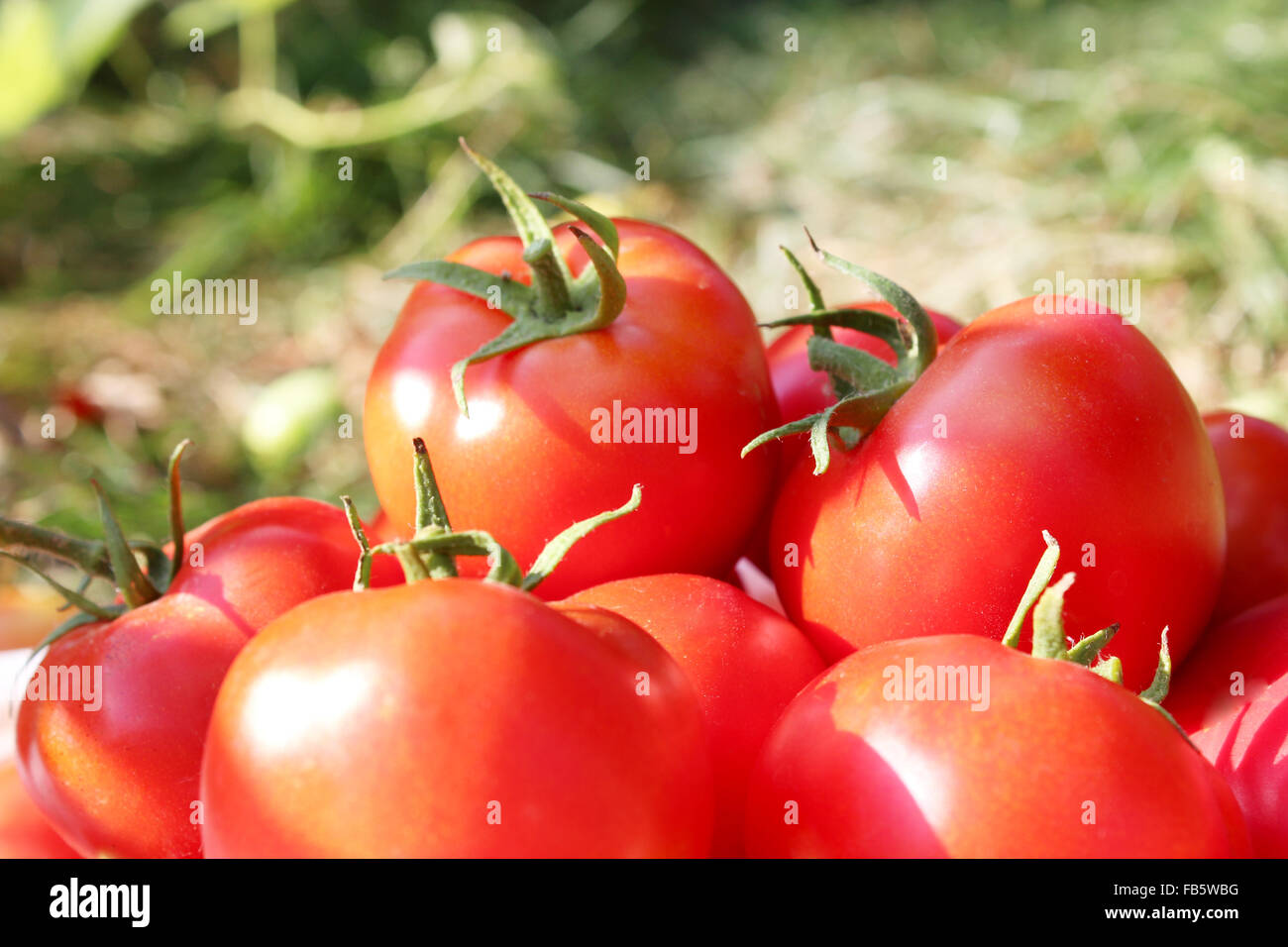 fruits of red tasty and ripe tomatoes Stock Photo - Alamy