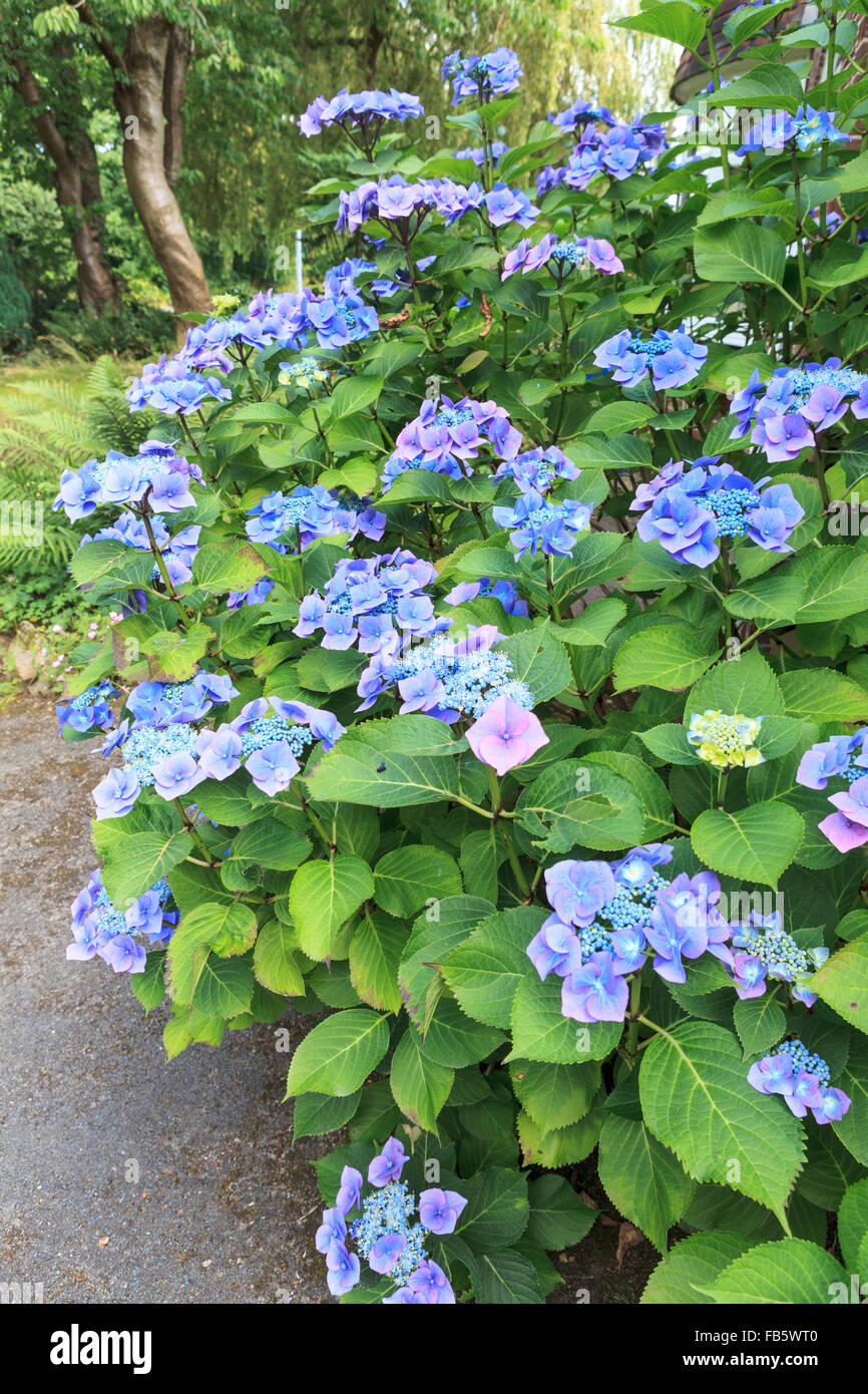Hydrangea bush in flower and growing in driveway beside a house Stock ...