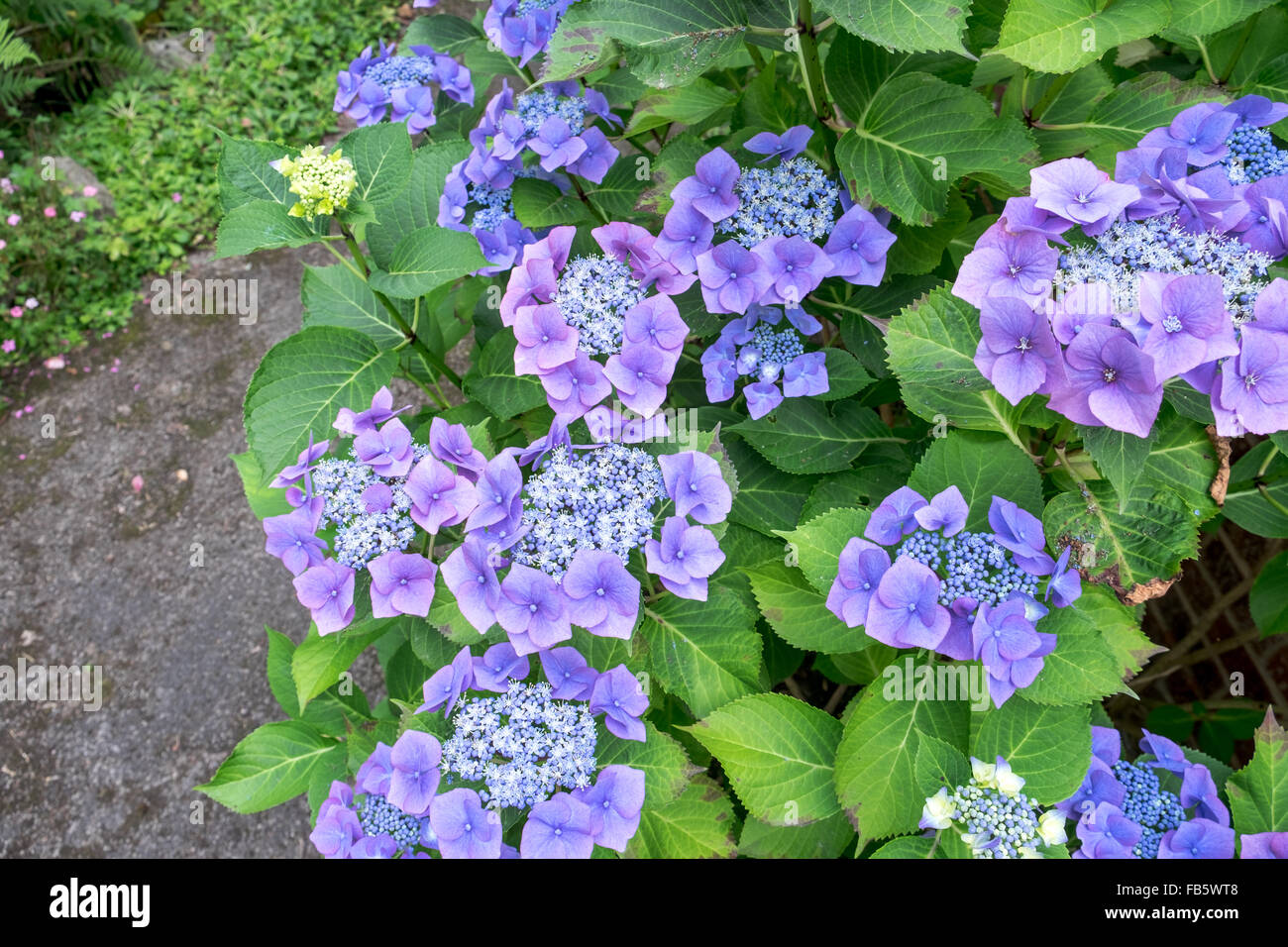 Hydrangea bush in flower and growing in driveway beside a house Stock ...