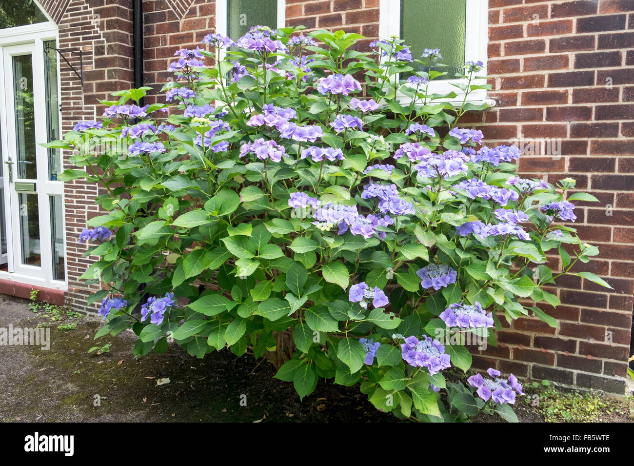 Hydrangea bush in flower and growing in driveway beside a house Stock ...