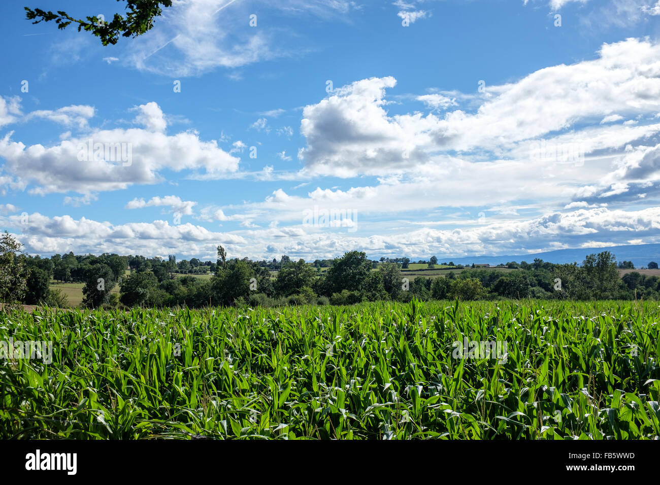 Traffic corn hi-res stock photography and images - Alamy