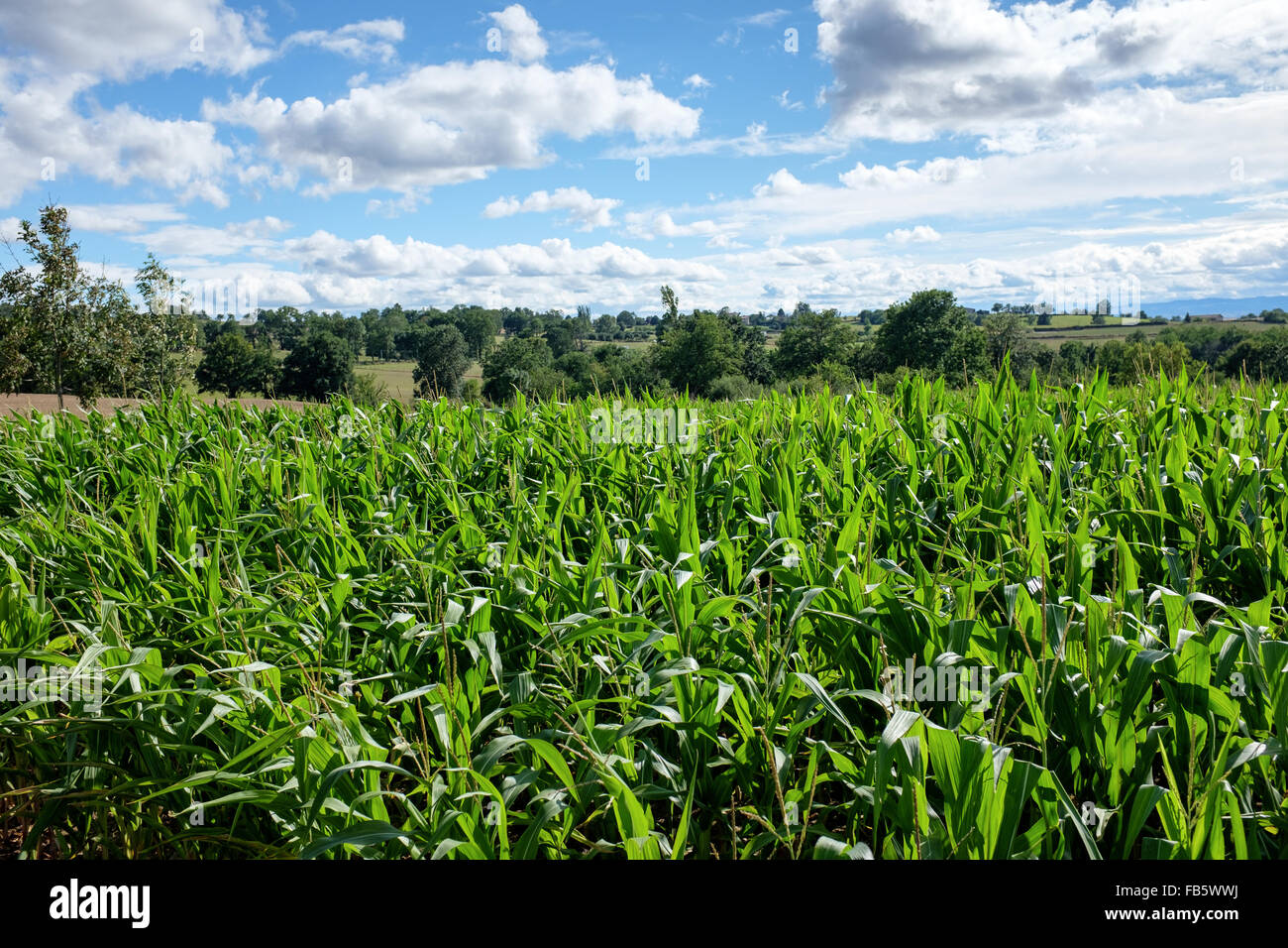 French corn field hi-res stock photography and images - Alamy