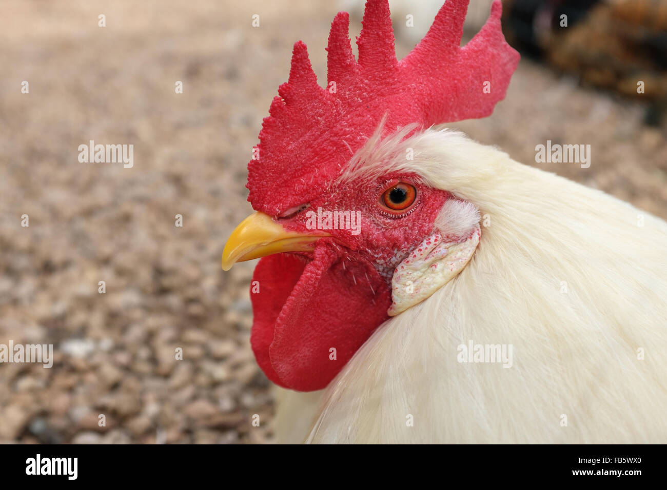 Hen with red crest Stock Photo - Alamy