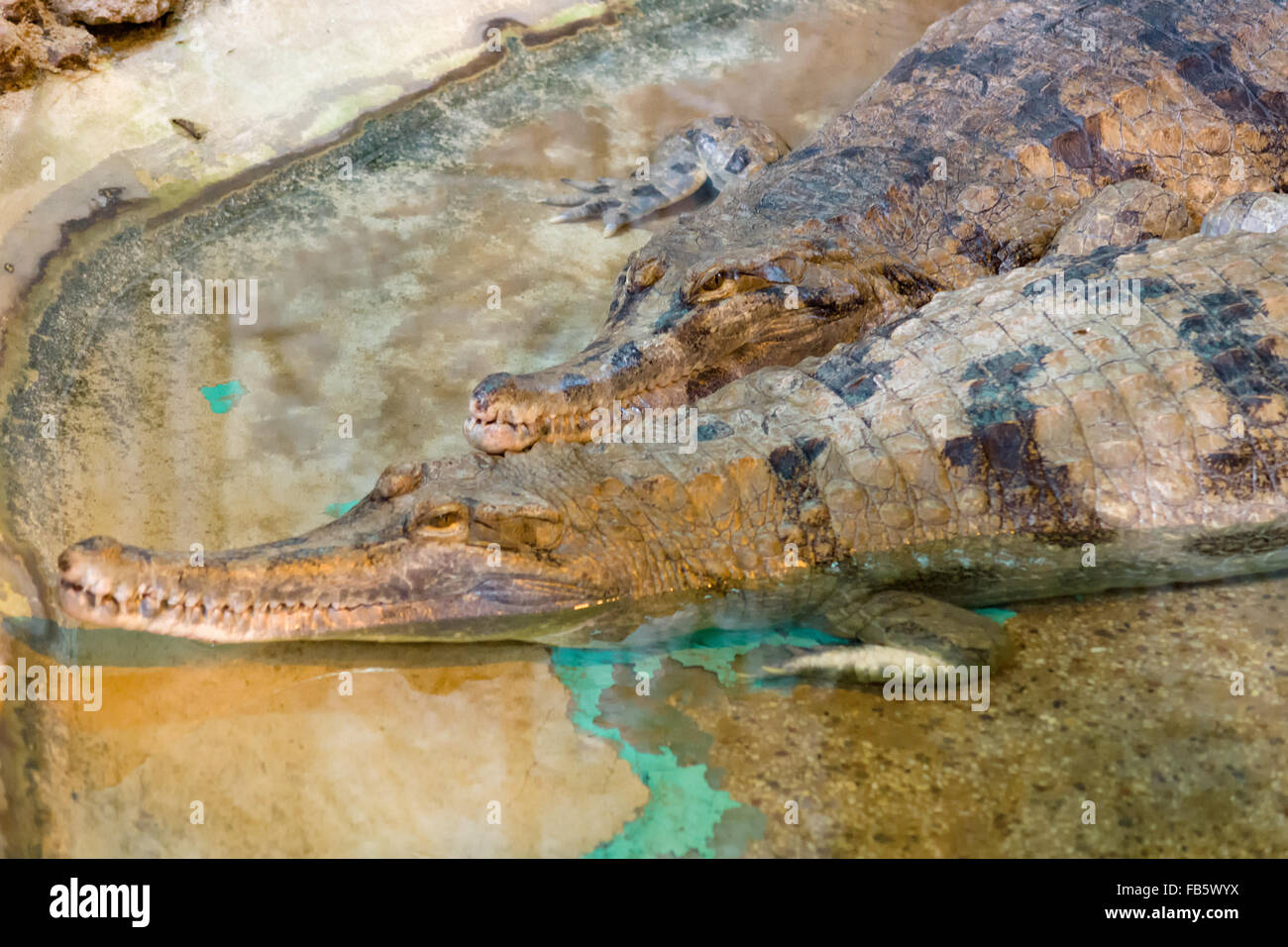 crocodiles lie in water and wait production Stock Photo - Alamy