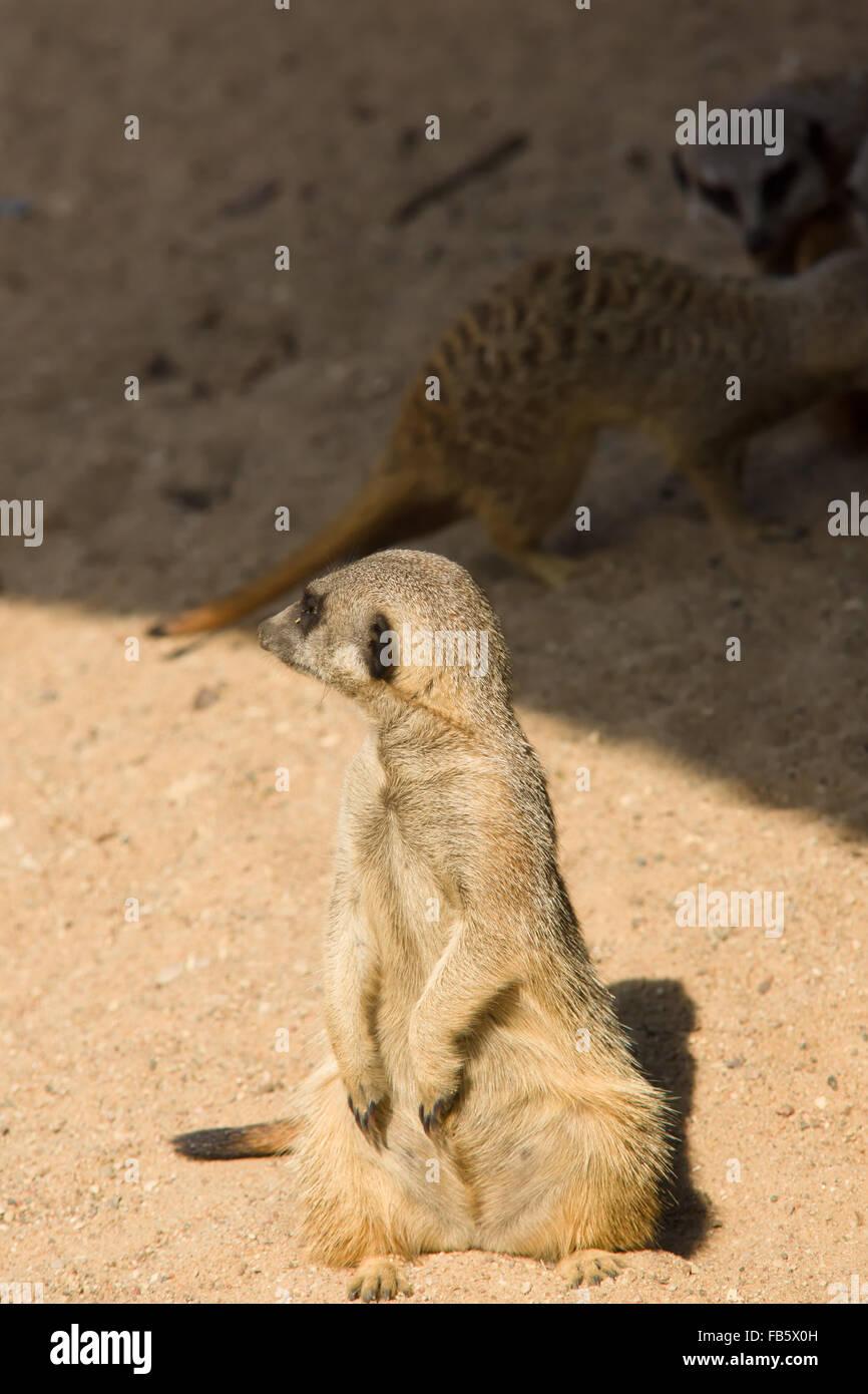 cheerful and beautiful surikata go about the own business in sand Stock ...