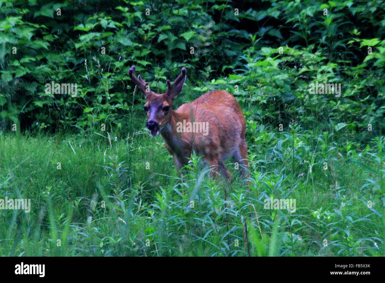 Sitka black tailed deer hi-res stock photography and images - Alamy