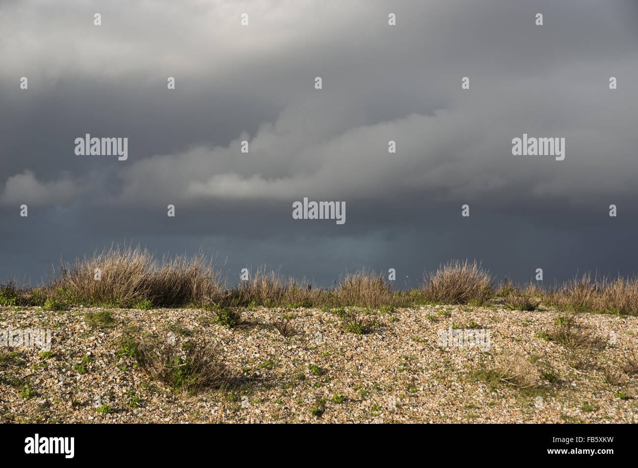 A row of plants against a dark sky light by golden light Stock Photo ...