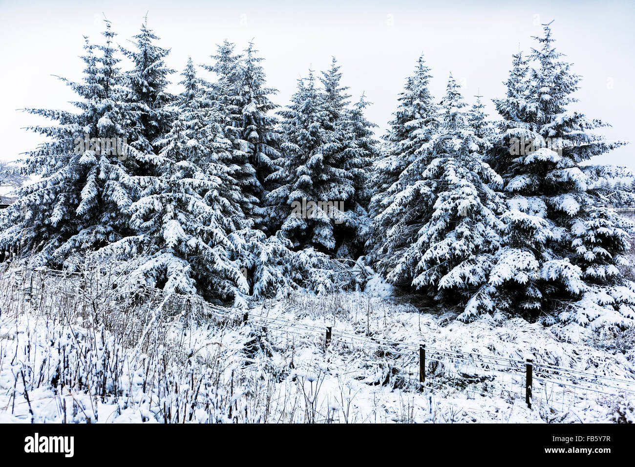 Frozen fir trees hi-res stock photography and images - Alamy