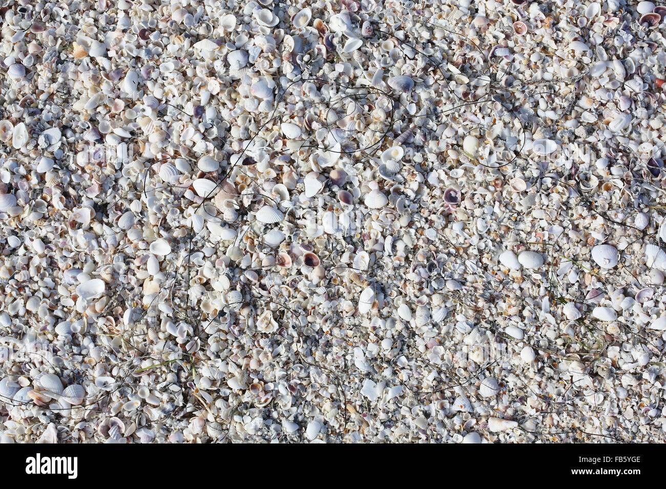 Shells washed up on a beach hi-res stock photography and images - Alamy
