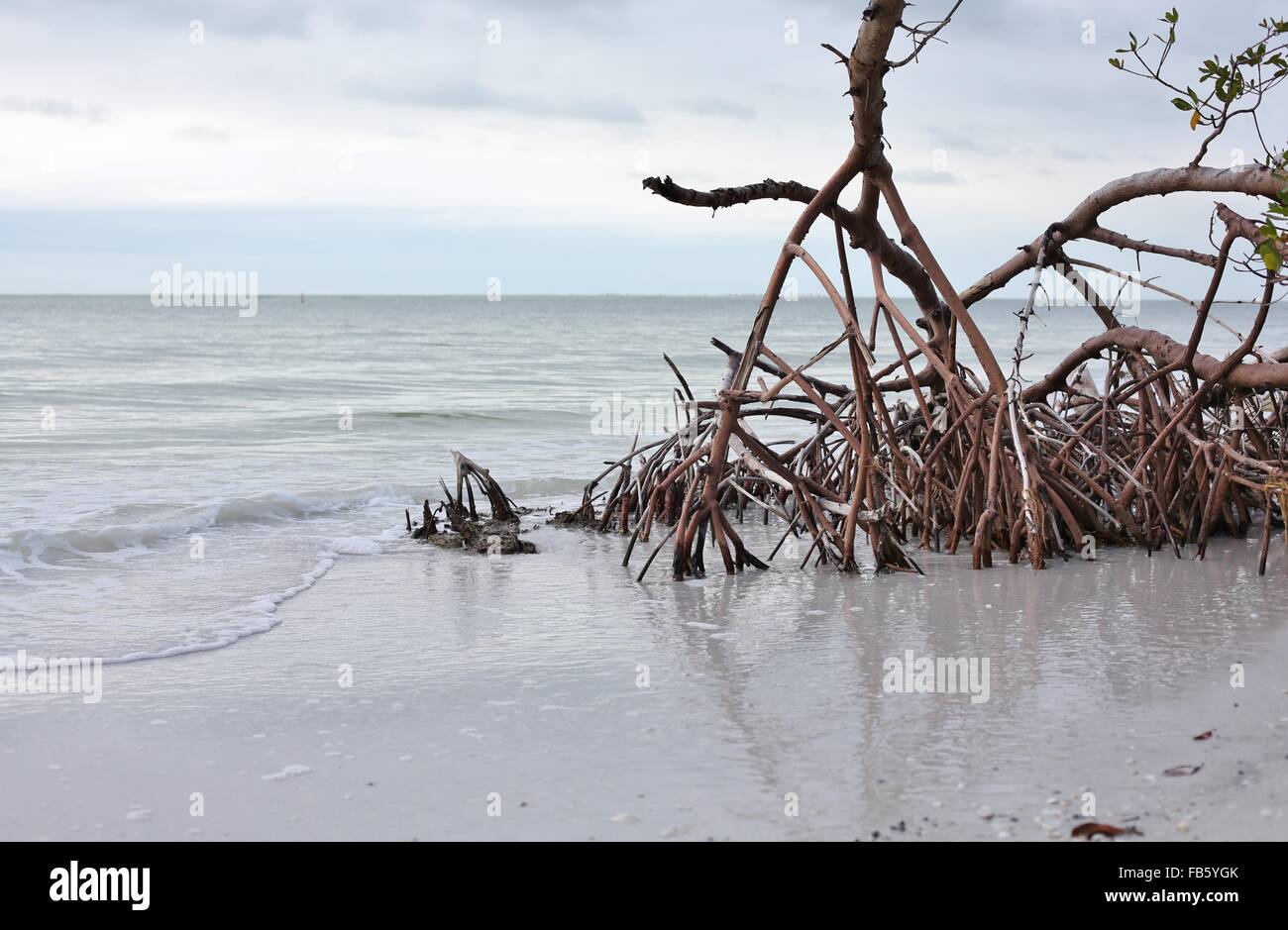 Trees in the sand at north beach in Fort Desoto park in St. Petersburg ...