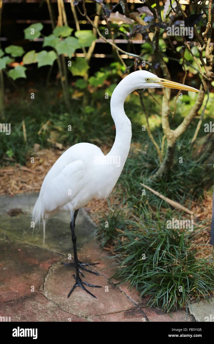 An egret standing on a walkway in a garden Stock Photo - Alamy