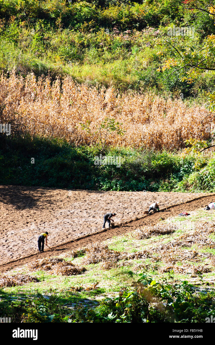 Yunnan Golden Monkeys in the trees with their young ,National Park ...