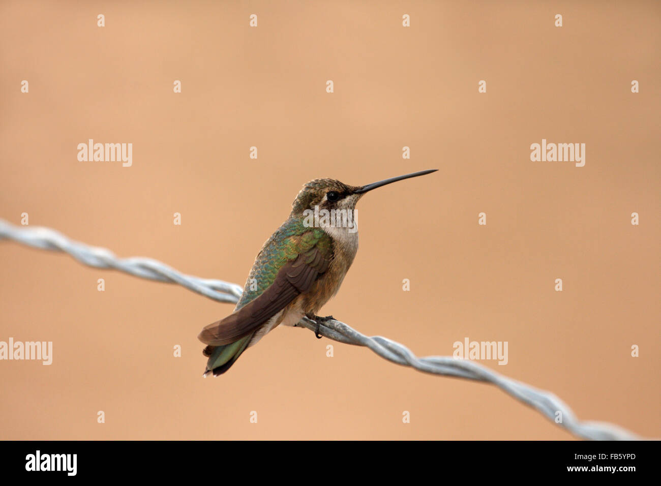 Calliope hummingbird (Selasphorus Calliope Stock Photo - Alamy