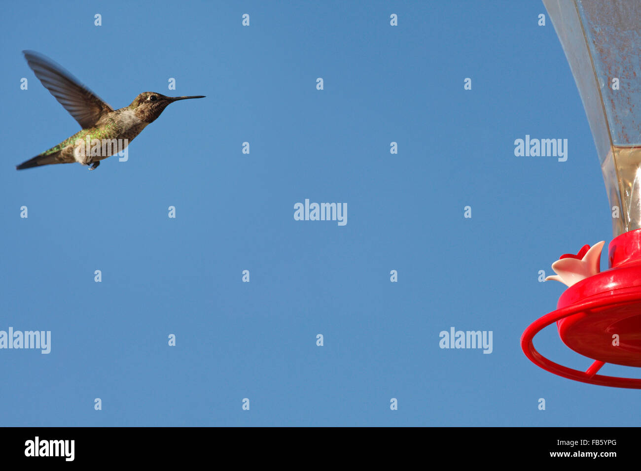 Calliope hummingbird (Selasphorus Calliope Stock Photo - Alamy