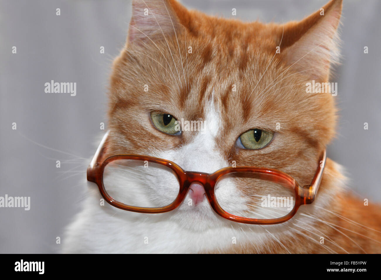 Cat with glasses Stock Photo - Alamy