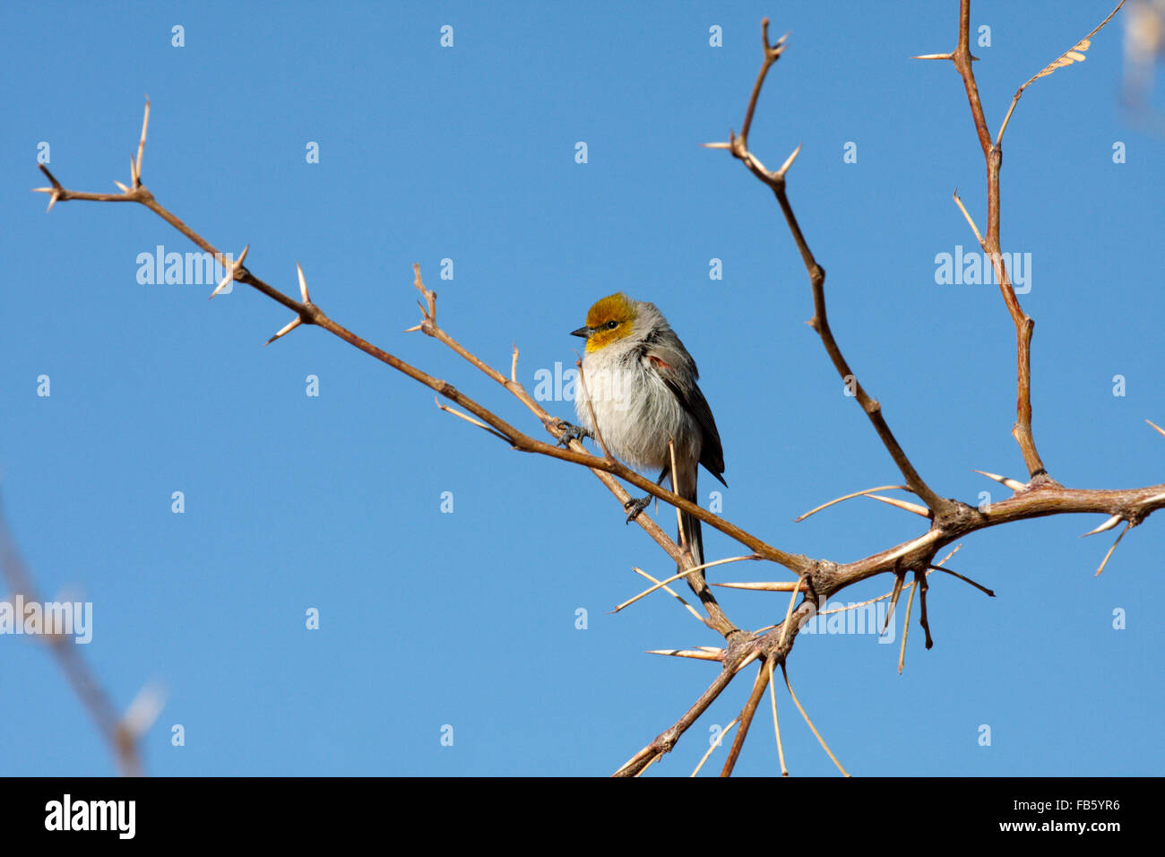 Verdin (Auriparus flaviceps), Arizona, USA Stock Photo - Alamy