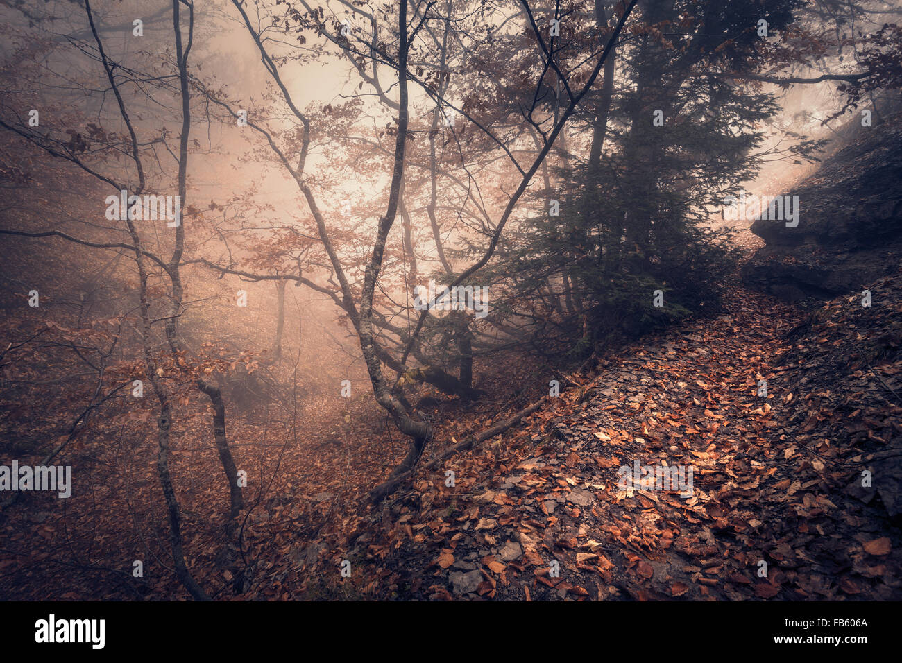 Mysterious dark old forest in fog. Autumn morning in Crimea. Magical atmosphere. Beautiful ...
