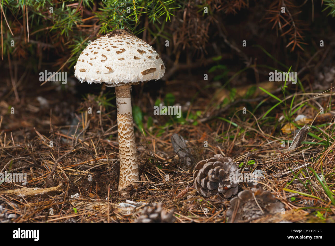 Single parasol hi-res stock photography and images - Alamy