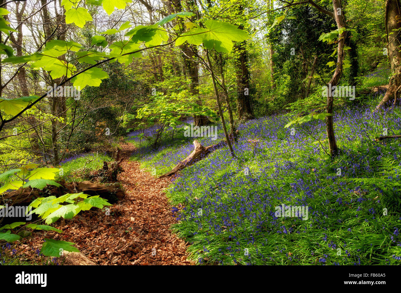 Bluebells in Penglais Nature Park in Aberystwyth, Wales Stock Photo - Alamy