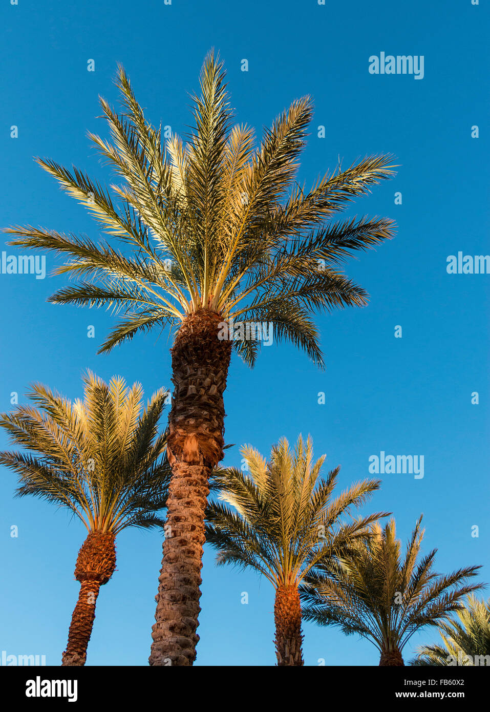 trimmed date palm trees (Phoenix dactylifera) in Nevada Stock Photo - Alamy