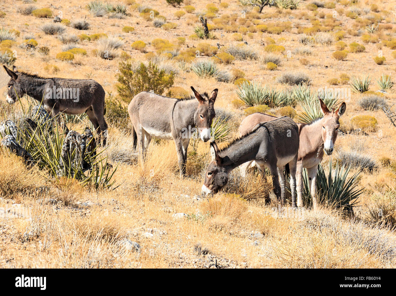 Burro mammal hi-res stock photography and images - Alamy