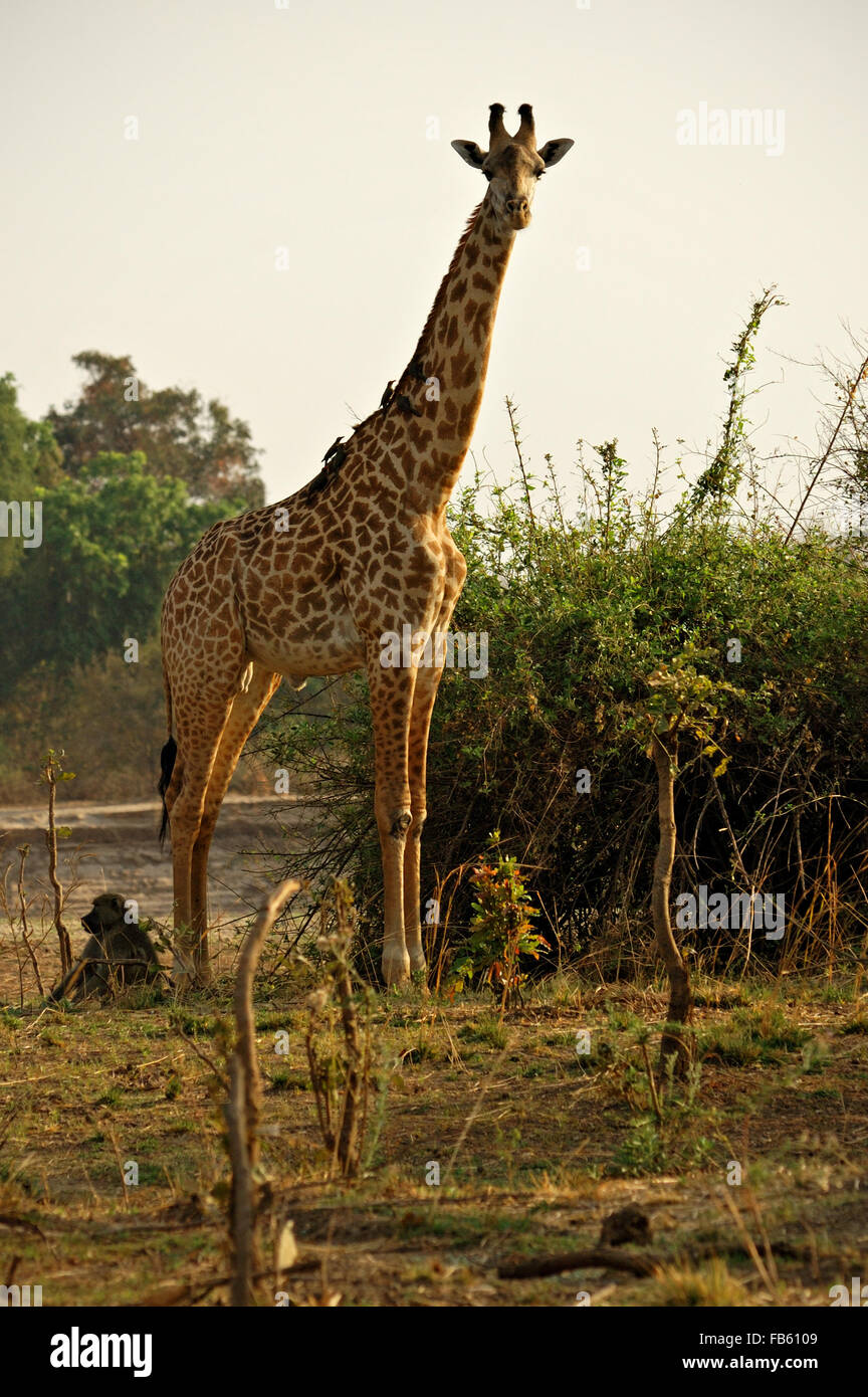 Rhodesian or Thornicroft’s giraffe (Giraffa camelopardalis thornicrofti ...
