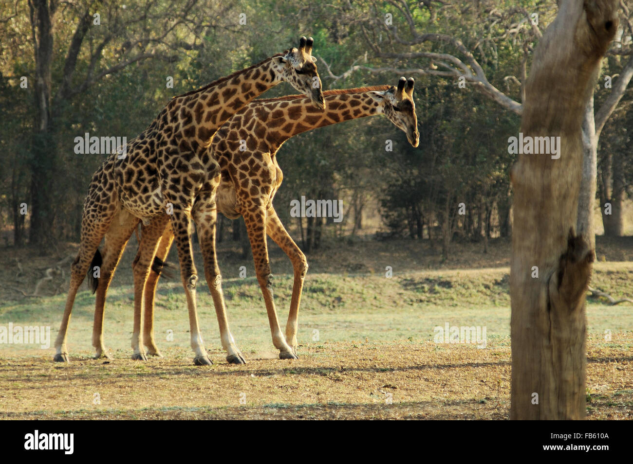 Thornicrofts giraffes hi-res stock photography and images - Alamy