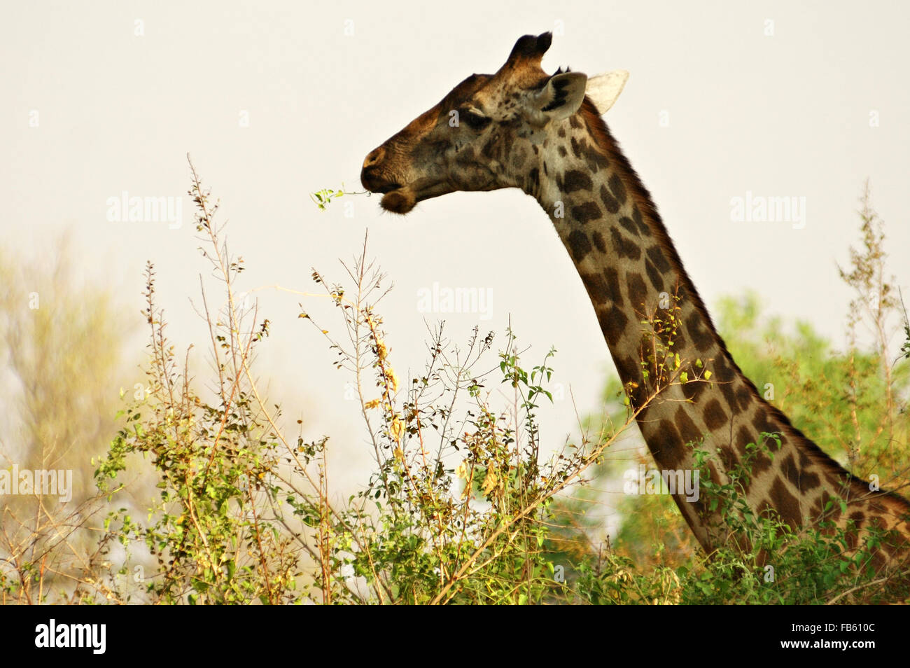 Zambia thornicroft's giraffe hi-res stock photography and images - Alamy