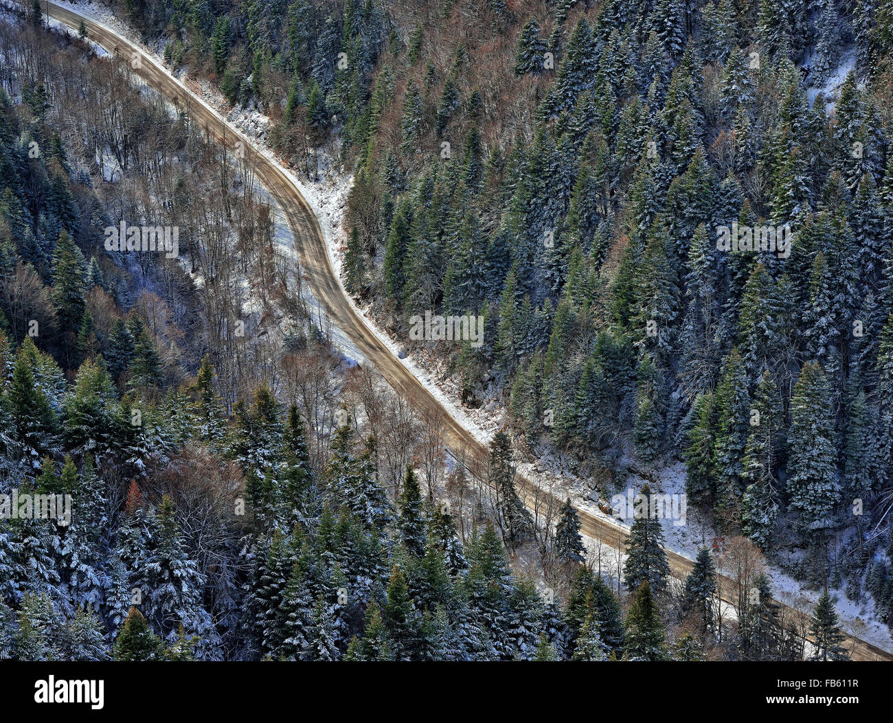 Frost covered trees line hi-res stock photography and images - Alamy