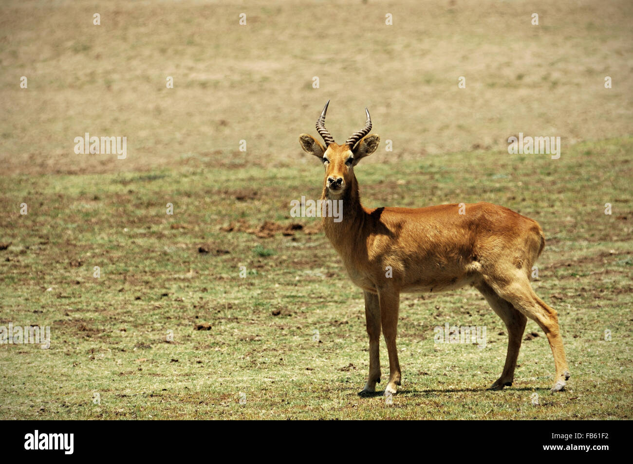 Zambian fauna hi-res stock photography and images - Alamy