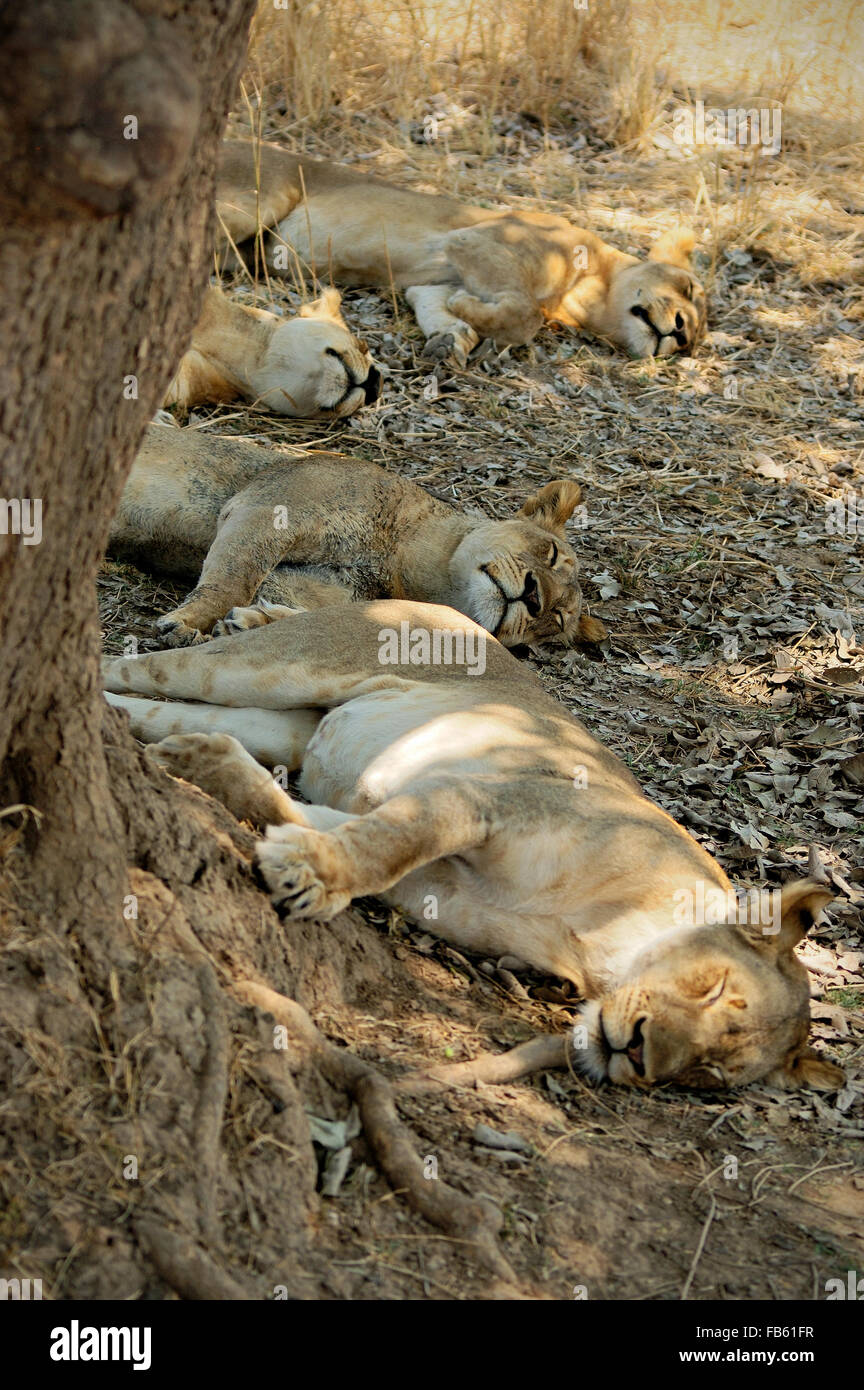 Four lionesses (Panthera leo) sleeping in the South Luangwa National ...