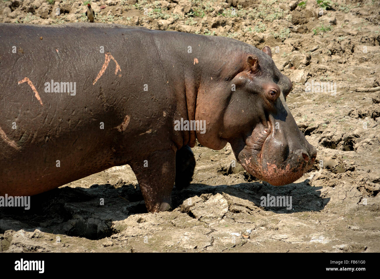 Hippo (Hippopotamus amphibius) standing on the ground on dry mud in ...