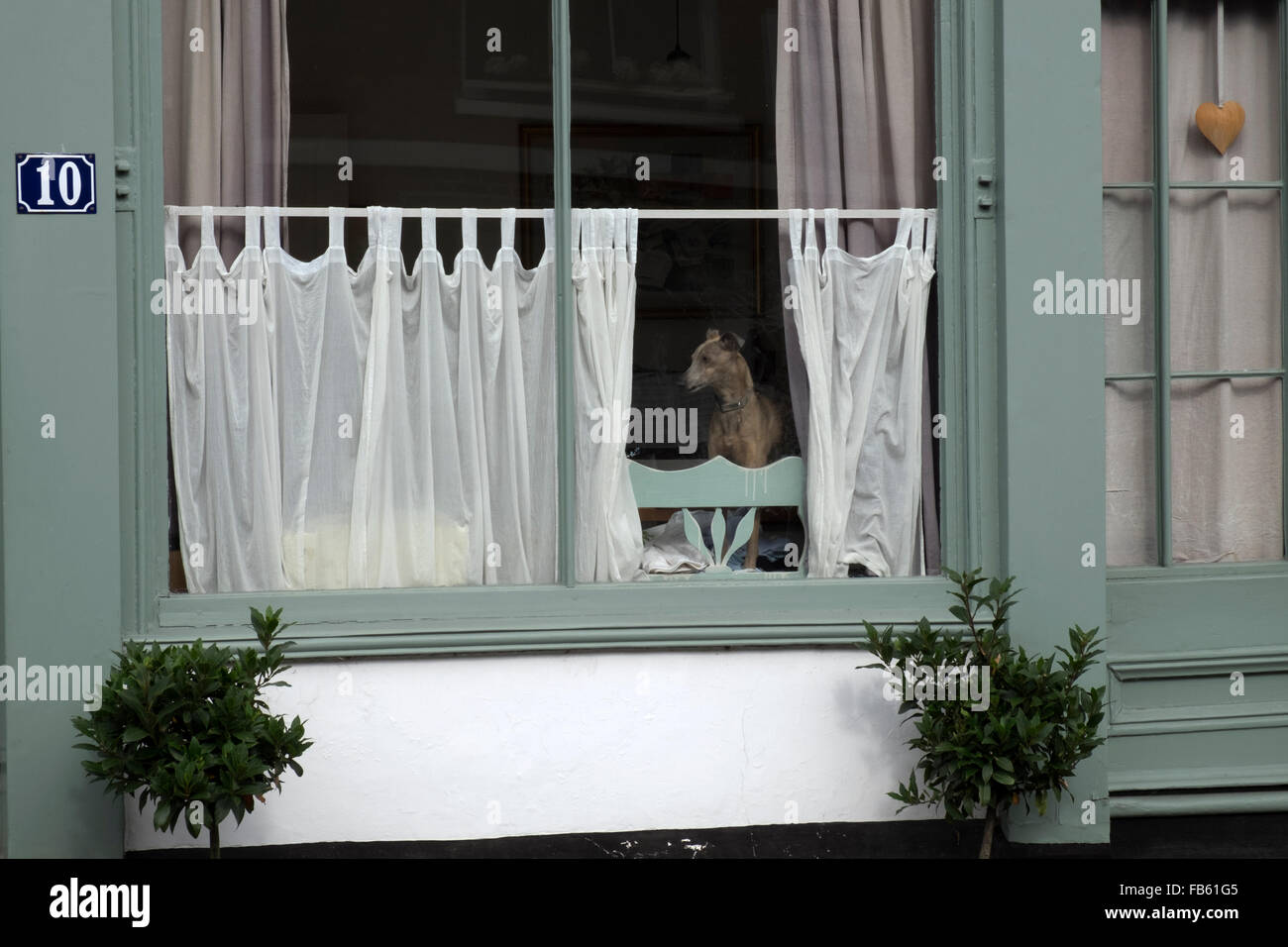 Pet Greyhound dog looking out of window of house, Woodbridge, Suffolk ...