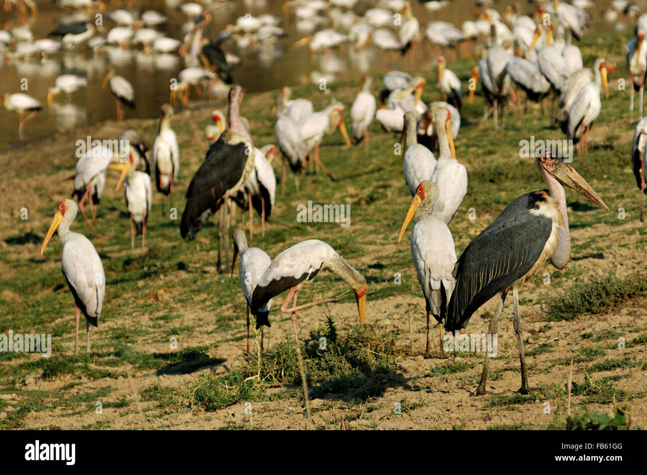 Marabou storks (Leptoptilos crumenifer) and colony of yellow-billed ...
