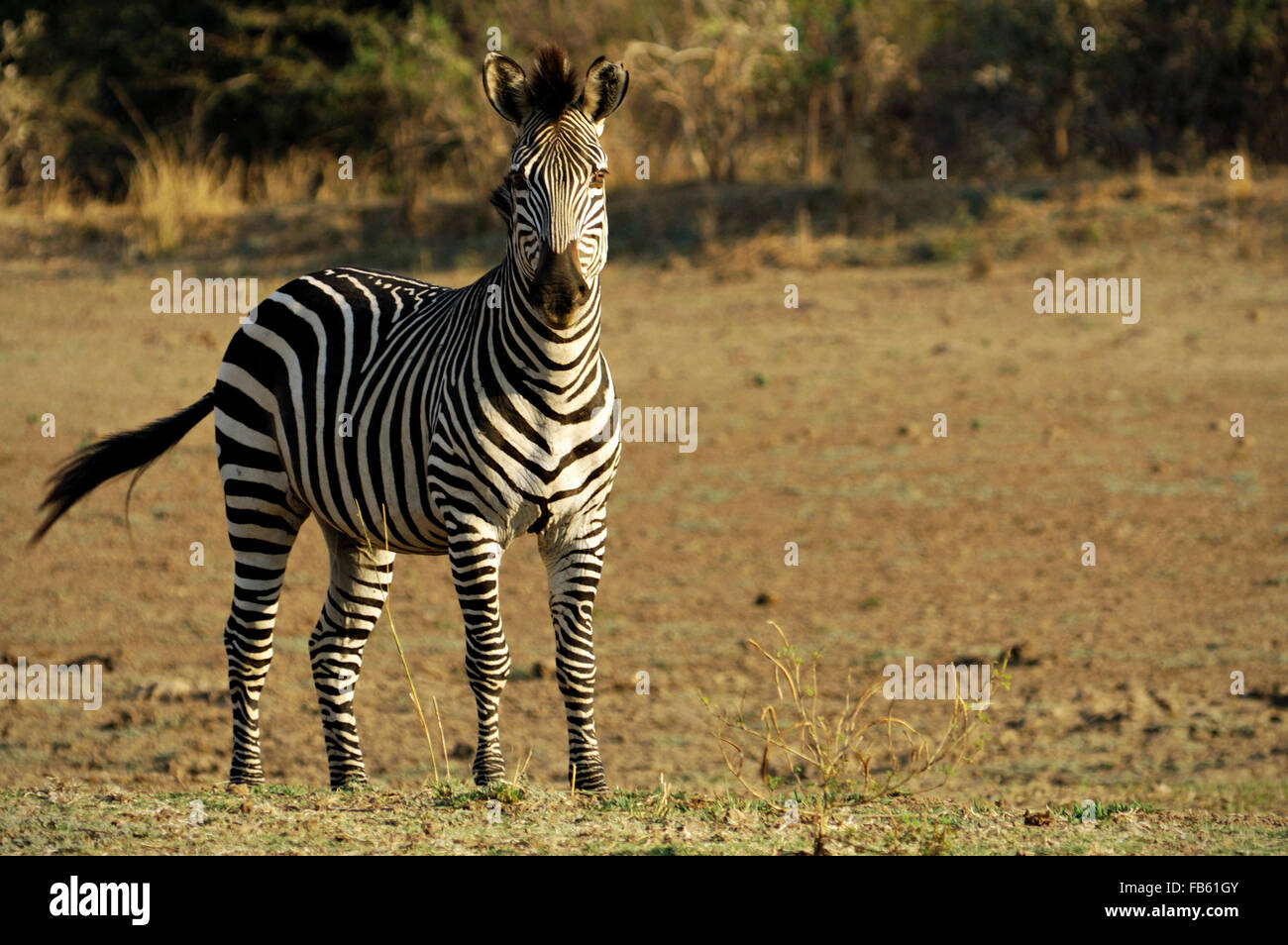 Zebra zambia hi-res stock photography and images - Alamy