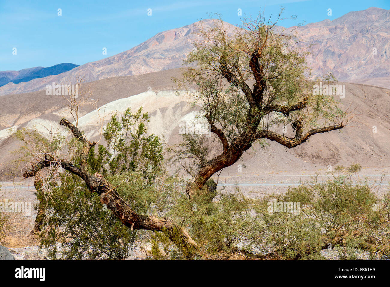 Picturesque tree in Death Valley National Park Stock Photo - Alamy