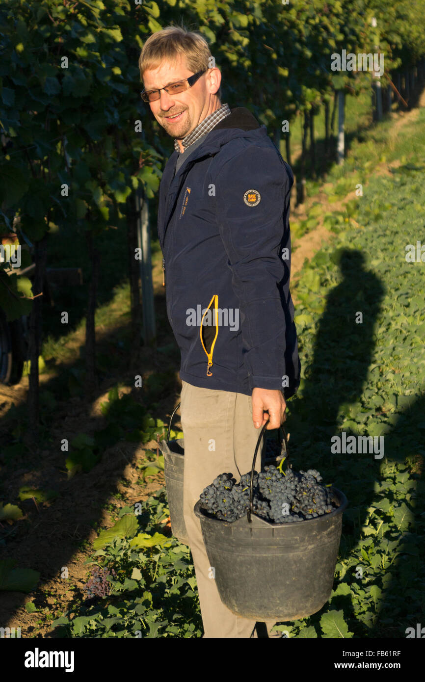 A vintner helping with the harvest in the Kamptal / Langenlois area ...