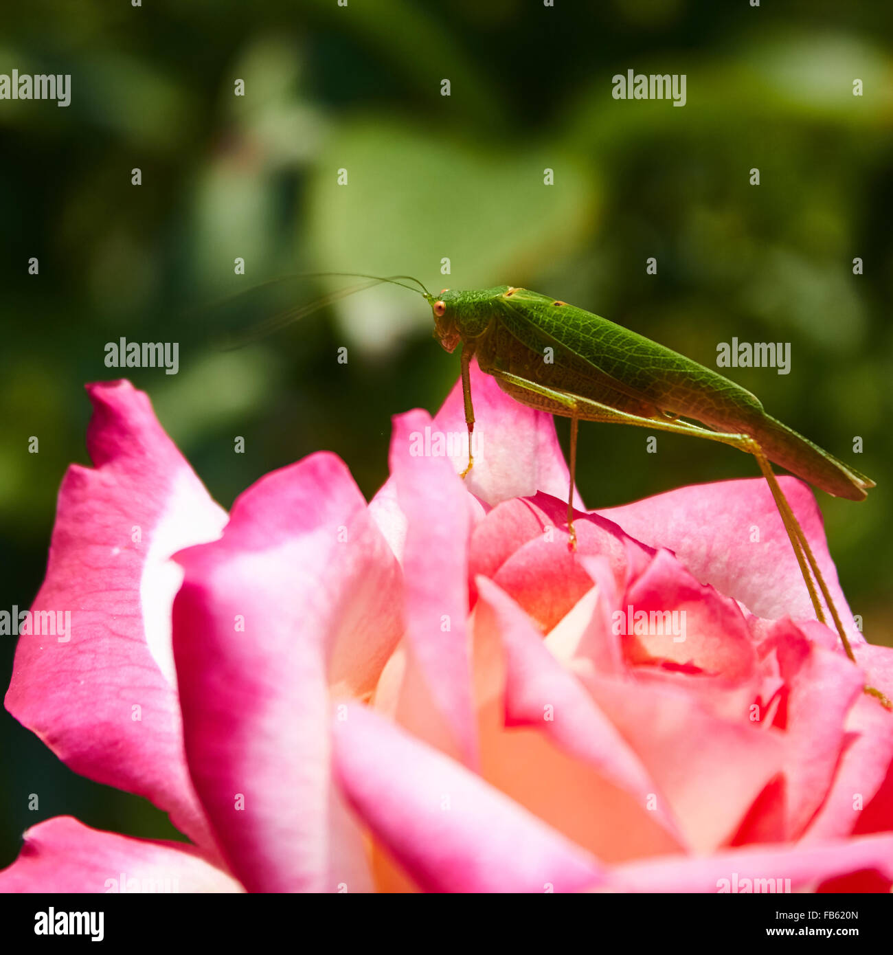 Katydid Tettigonia cantans on a pink rose. Presents in most of Europe ...