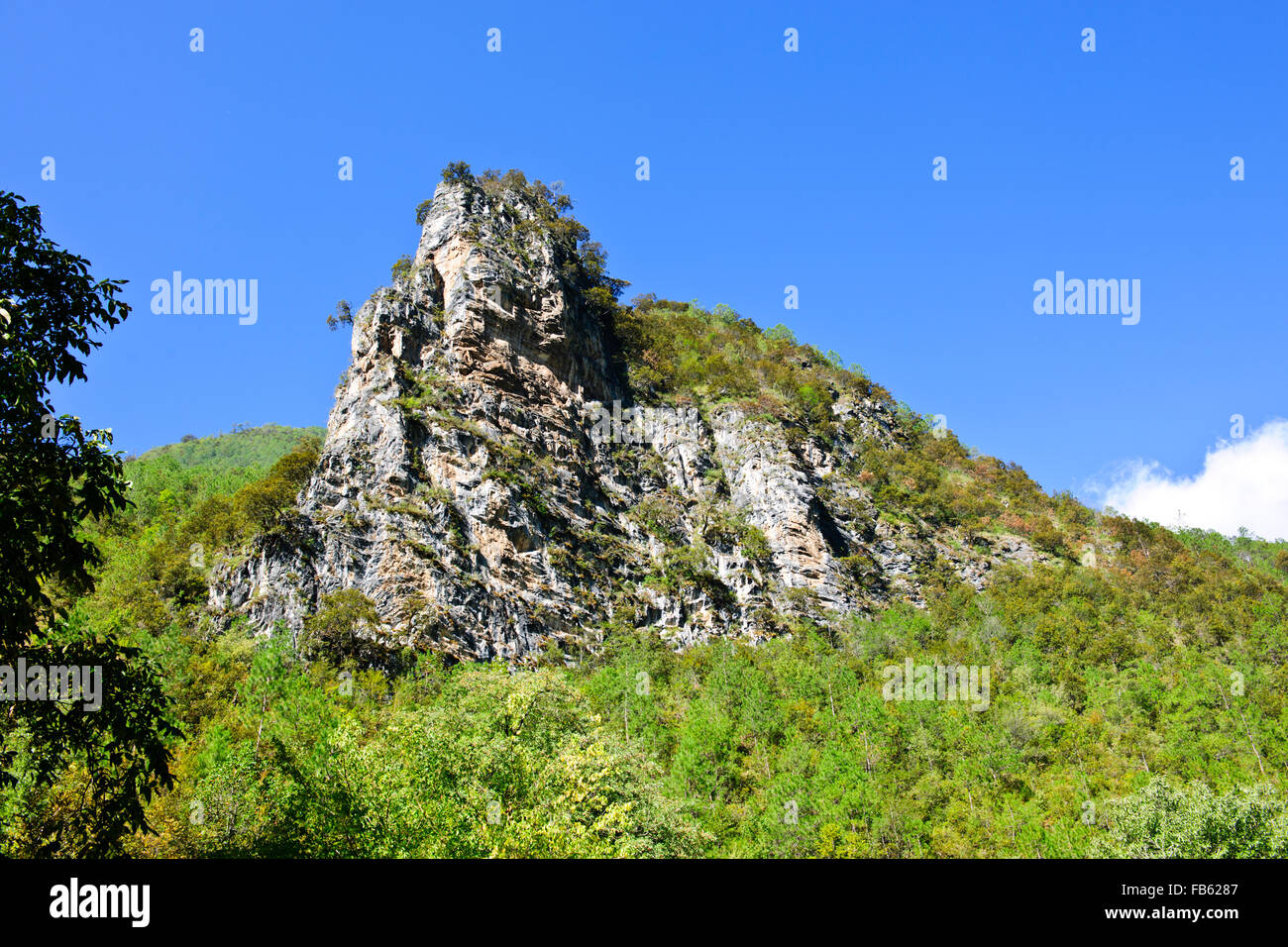 Yunnan Golden Monkeys in the trees with their young ,National Park ...