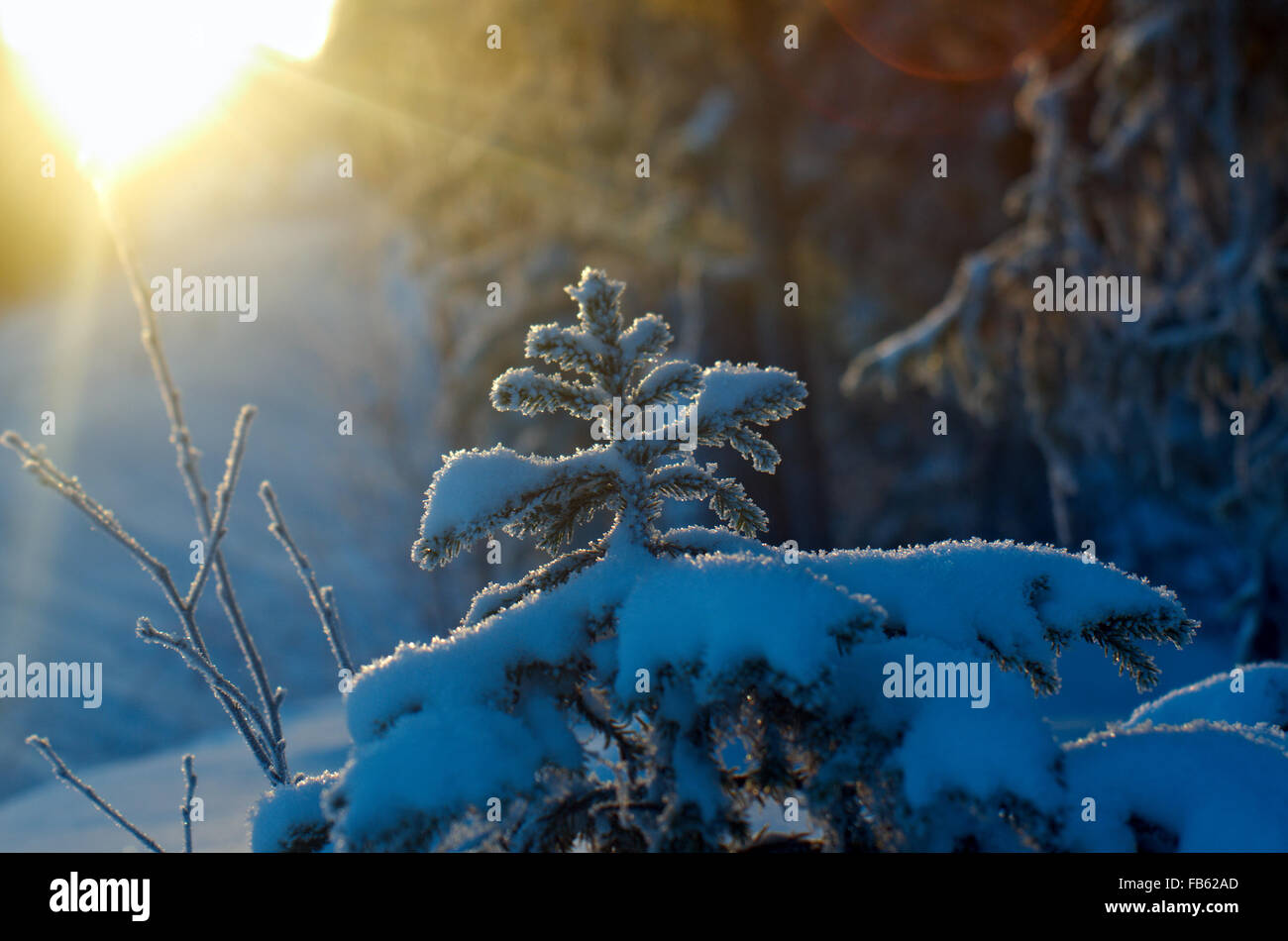 Winter landscape.frozen taiga forest Stock Photo - Alamy