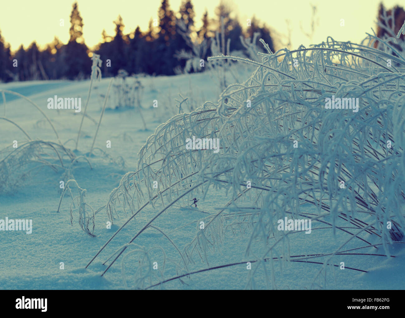 Winter landscape.Winter beauty scene.frozen flower Stock Photo - Alamy