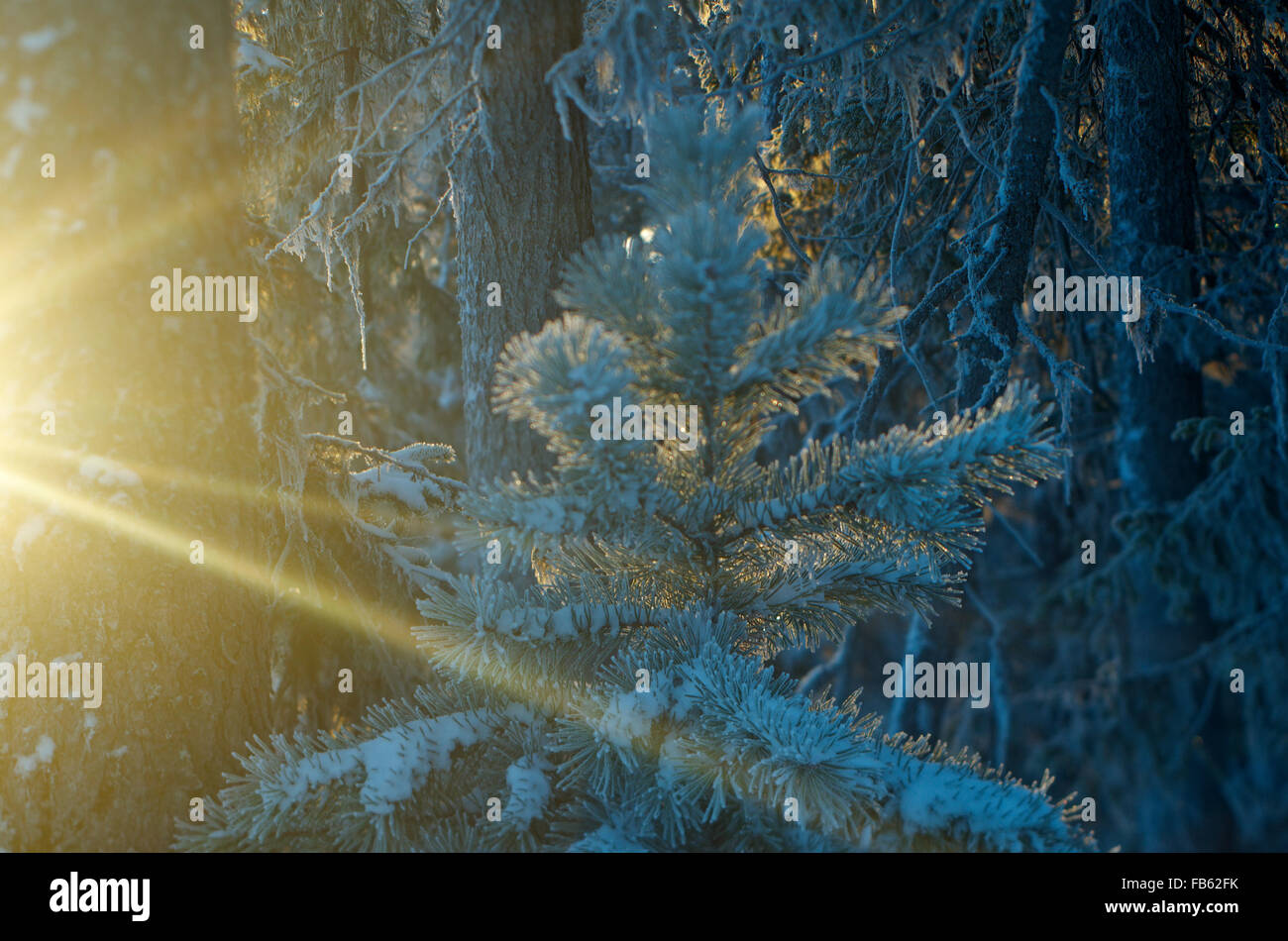 Winter landscape.frozen taiga forest Stock Photo - Alamy